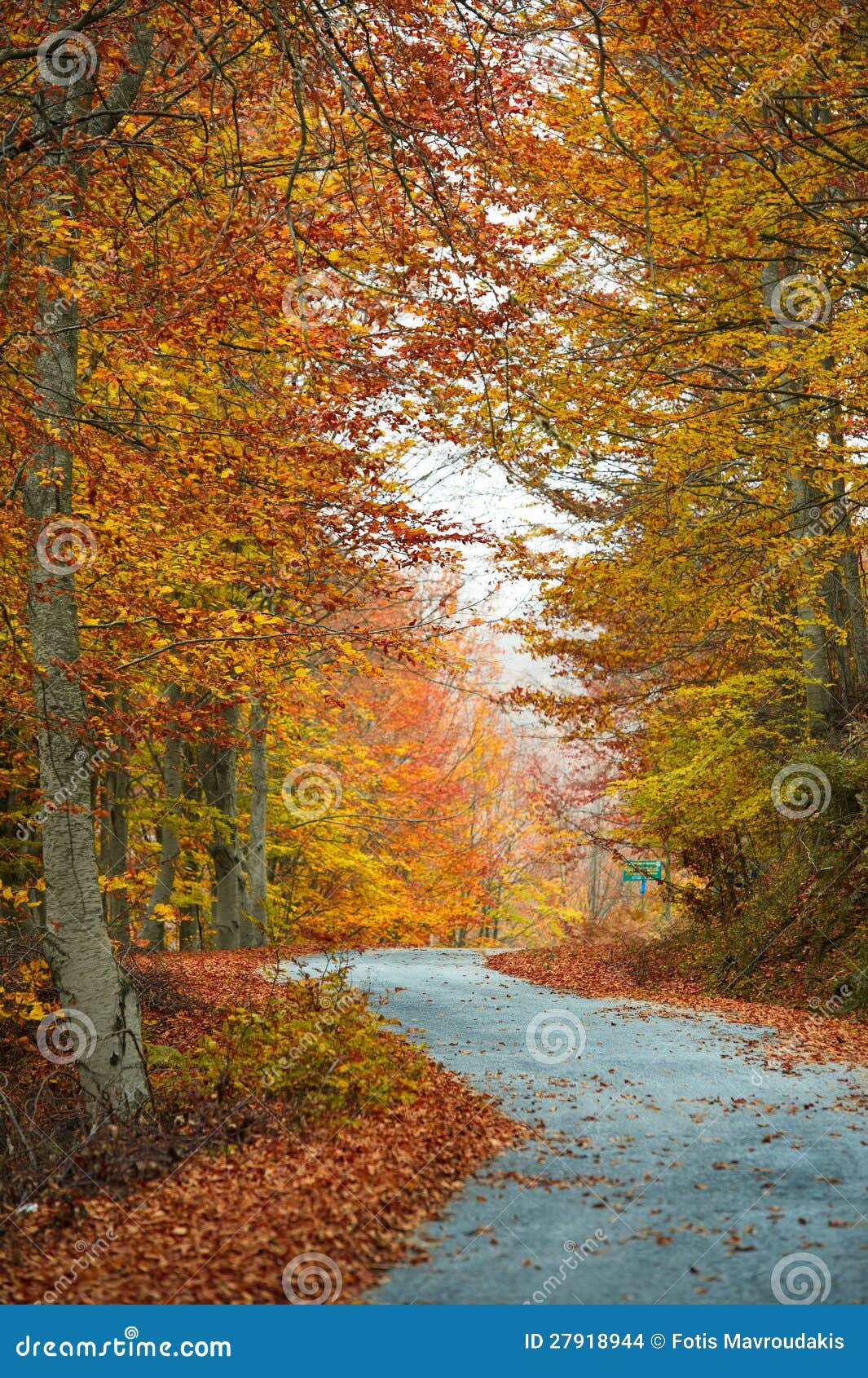 Way to fall stock photo. Image of foliage, mood, nature - 27918944