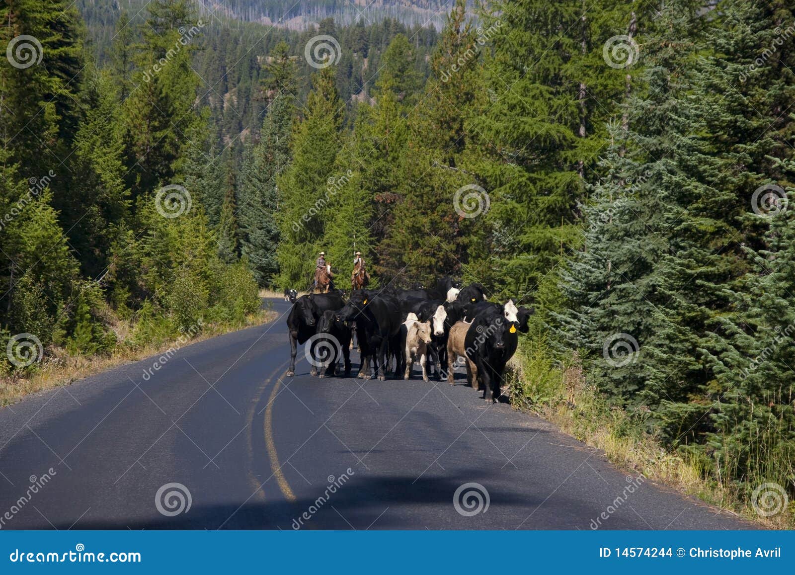 On the way to the Farm stock photo. Image of crossing - 14574244