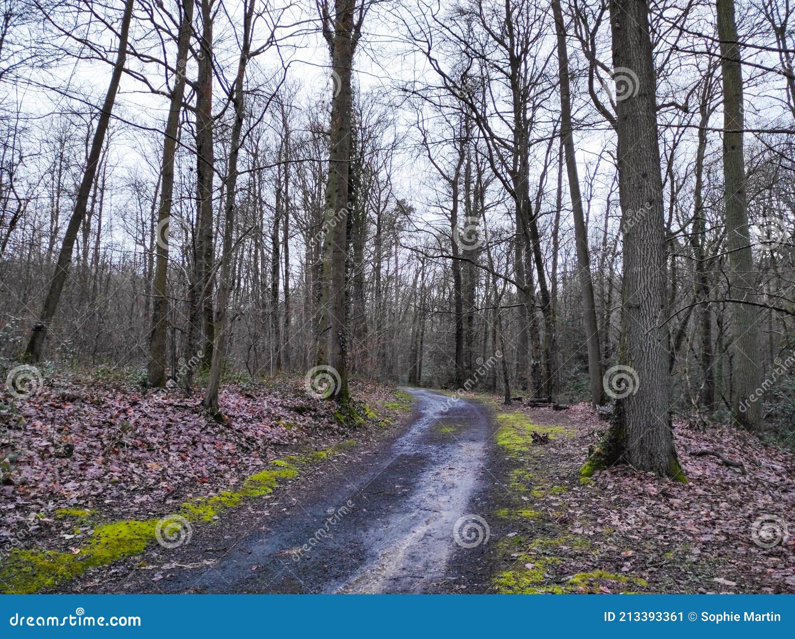 Way to forest stock image. Image of trail, nature, wetland - 213393361