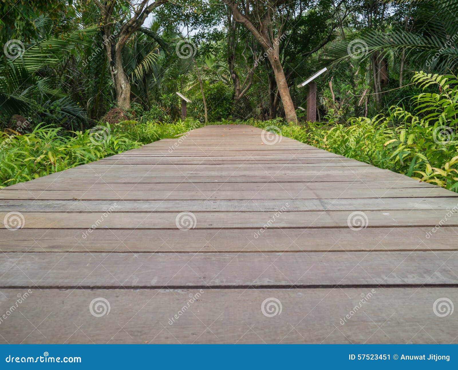 Way to forest stock image. Image of bridge, park, misty - 57523451