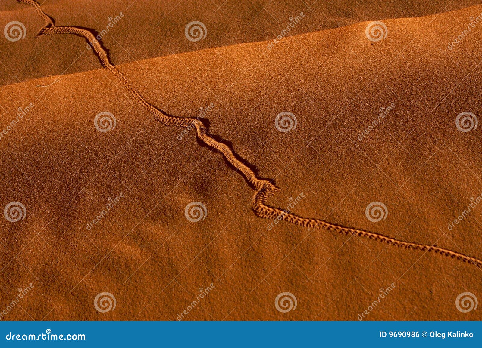 127 Trace Snake Stock Photos - Free & Royalty-Free Stock Photos from ...