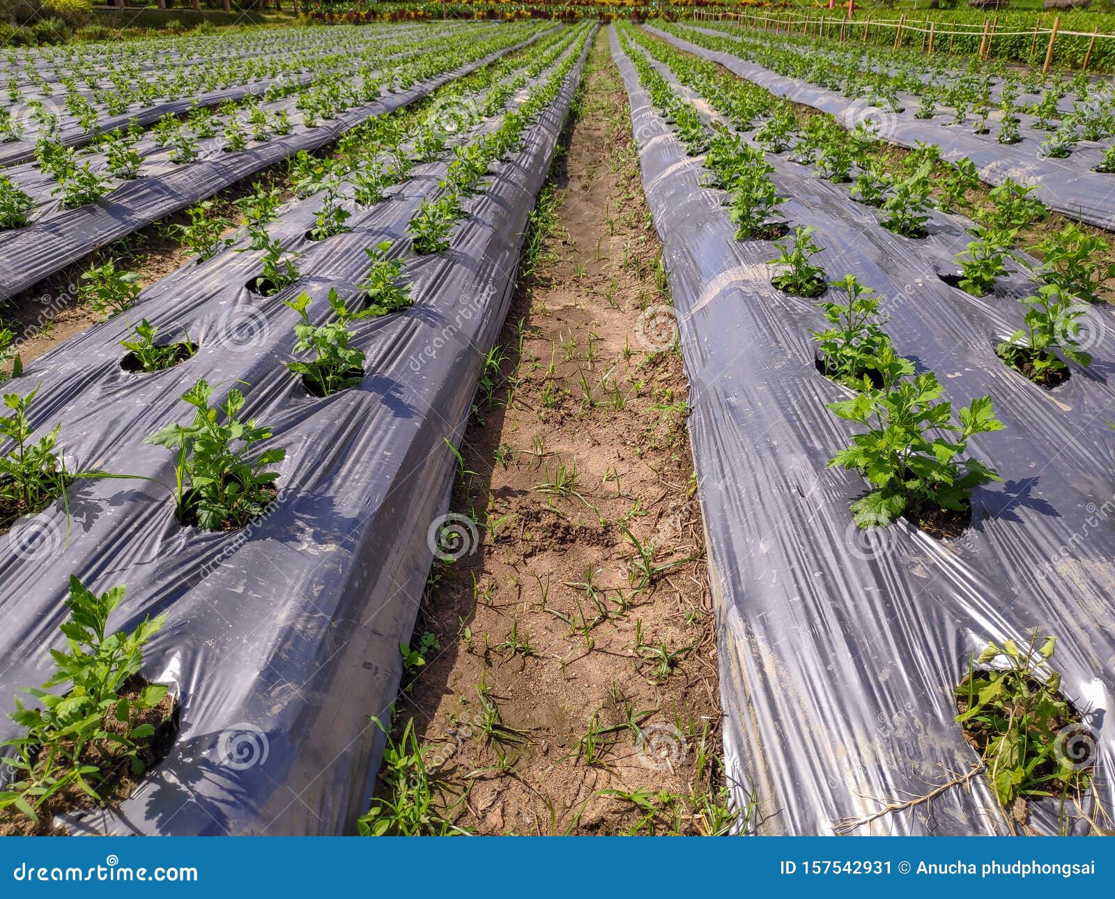 Way to the plant fields stock image. Image of fields - 157542931