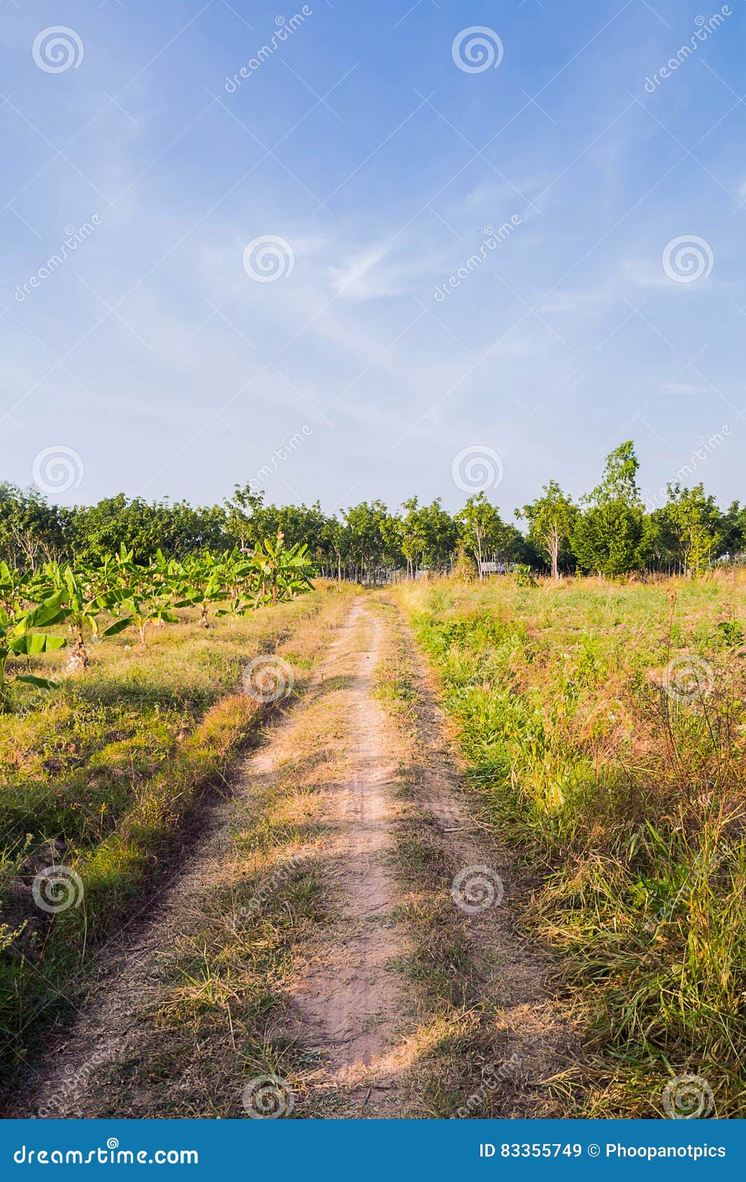 Way to plantation stock image. Image of banana, grass - 83355749