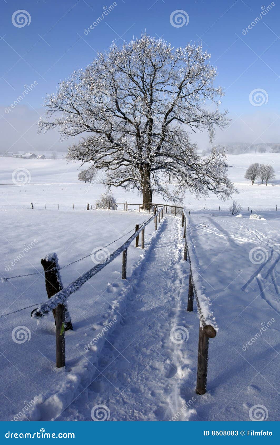 Way To Single Tree in Winter Stock Image - Image of handrail, blue: 8608083