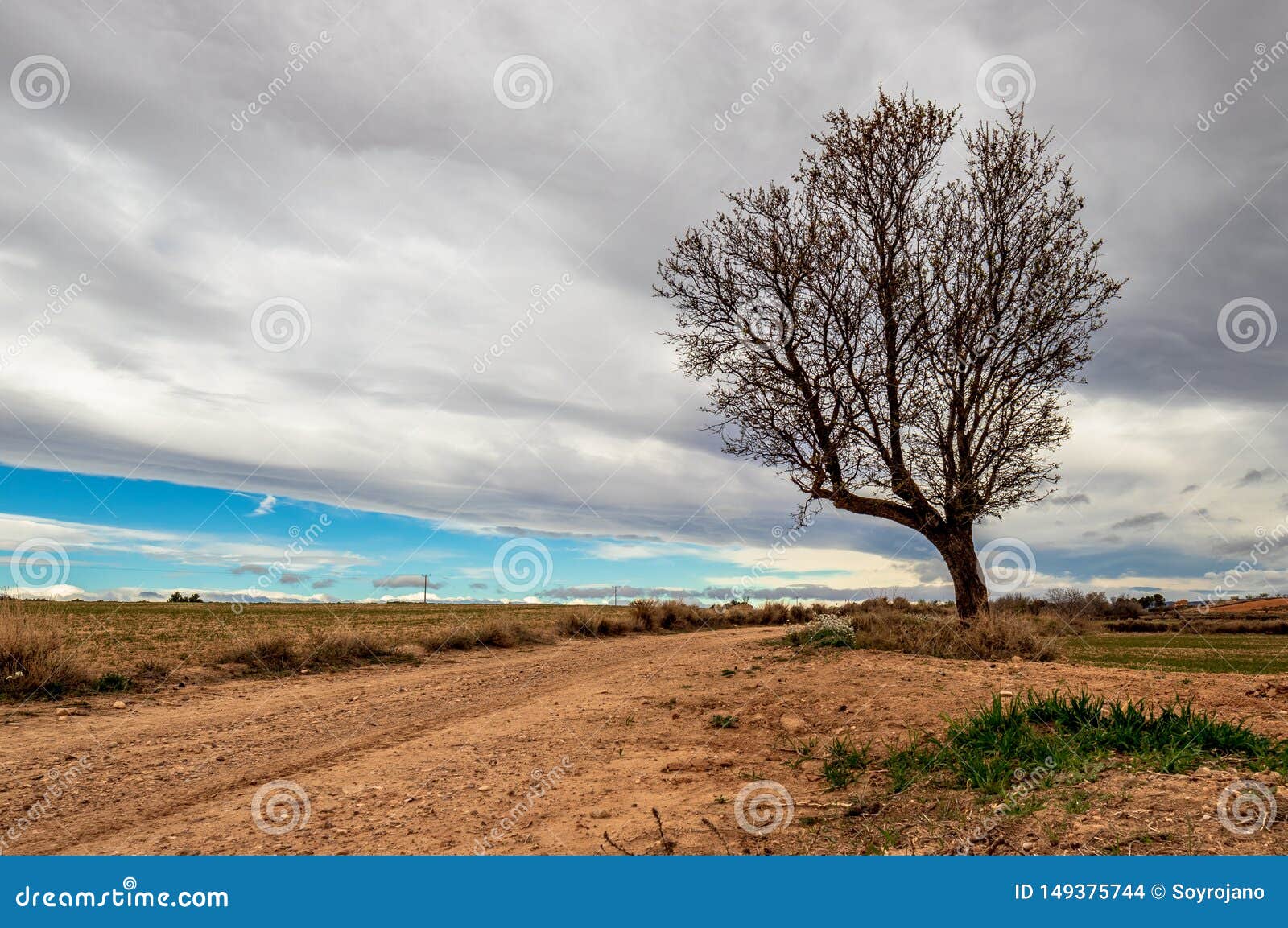 The way with the tree stock photo. Image of floral, nature - 149375744