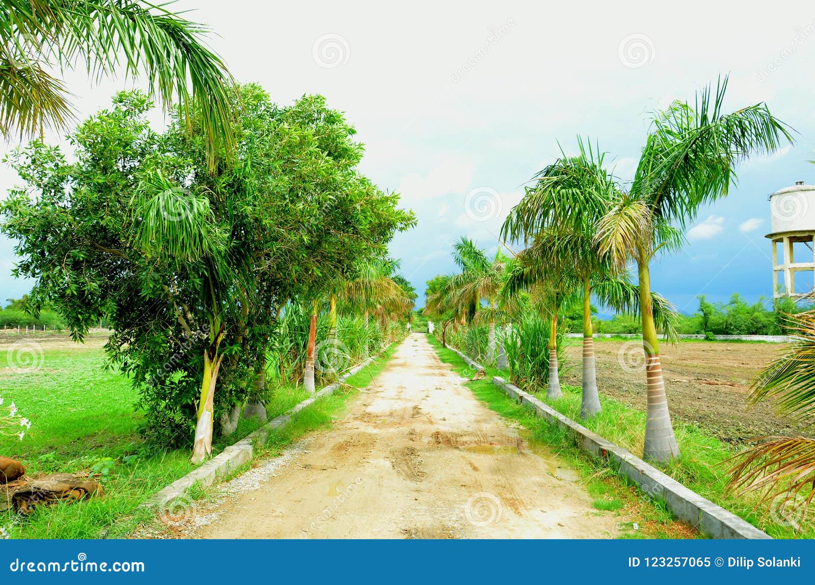 Way between Tree , Trail between Trees Stock Image - Image of landscape ...