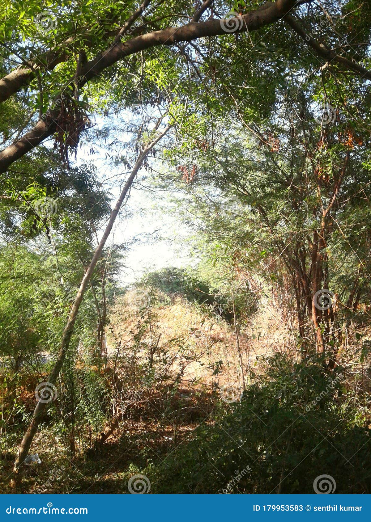 Way between trees stock image. Image of nature, trail - 179953583