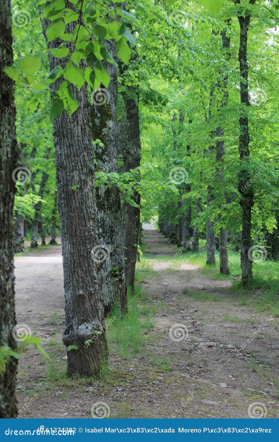 Way between trees stock photo. Image of trees, alignment - 61374382