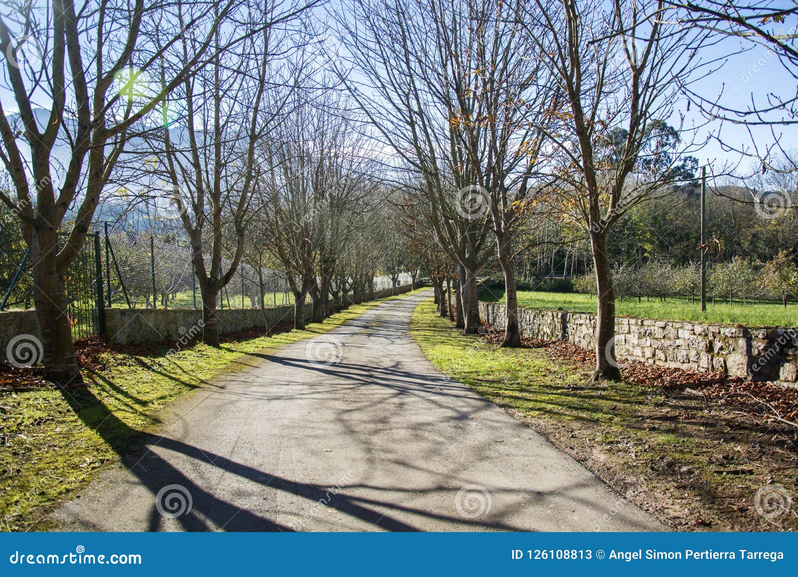 Way with trees 3 stock image. Image of trees, typicalasturian - 126108813