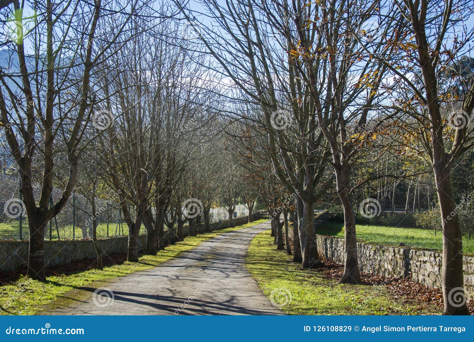 Way with trees 4 stock image. Image of trees, branches - 126108829