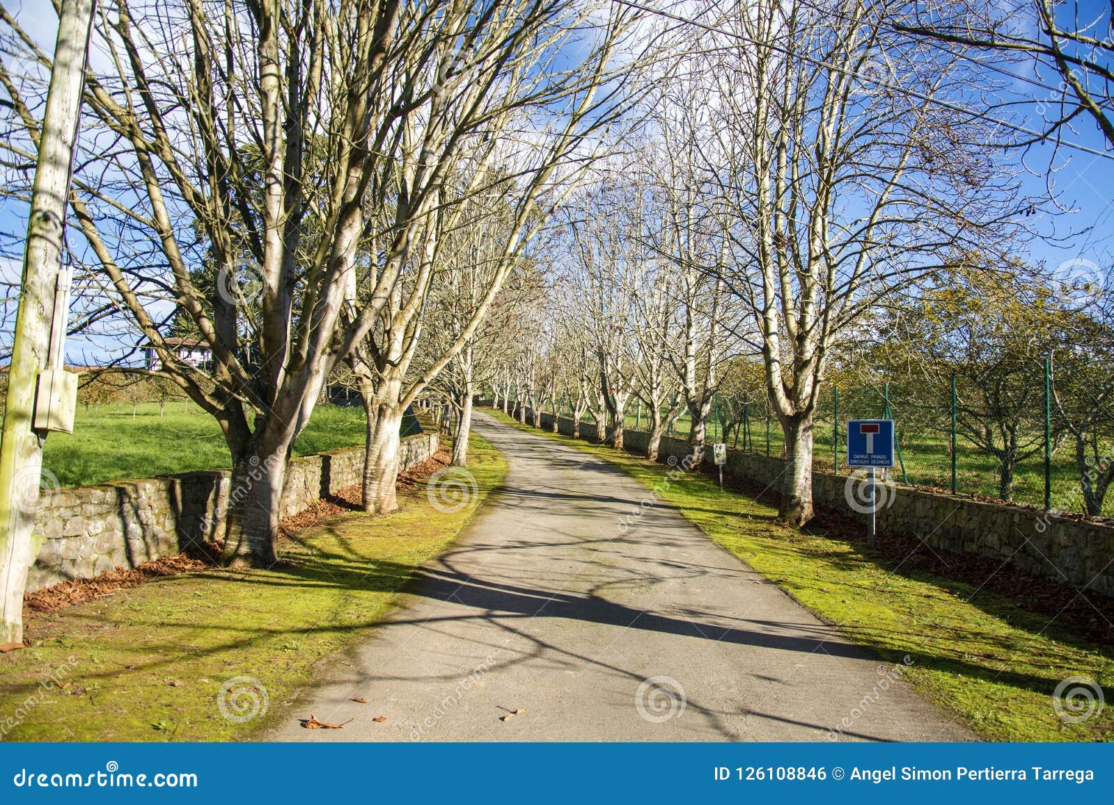 Way with trees 1 stock photo. Image of branches, photointhecountry ...