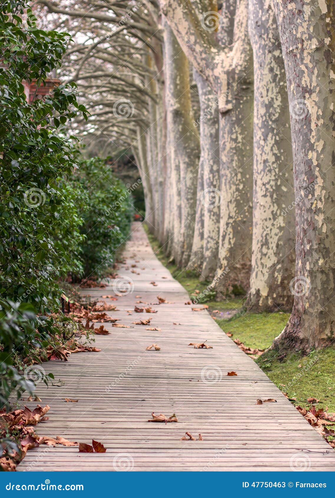 Way of trees stock image. Image of park, walkway, green - 47750463
