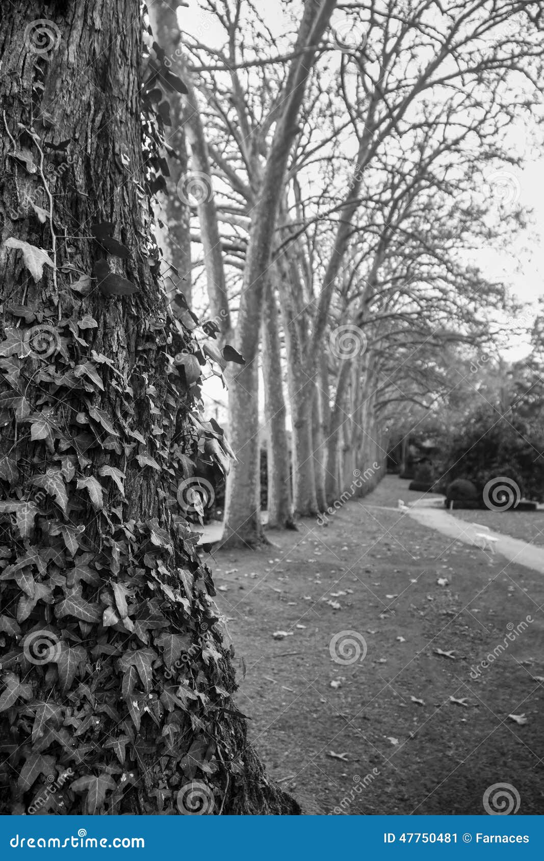 Way of trees stock image. Image of foliage, natural, season - 47750481