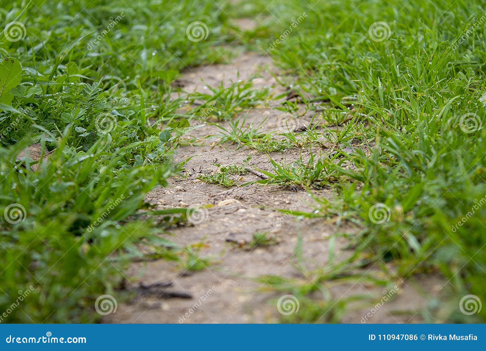 Way true the grass stock photo. Image of summer, track - 110947086
