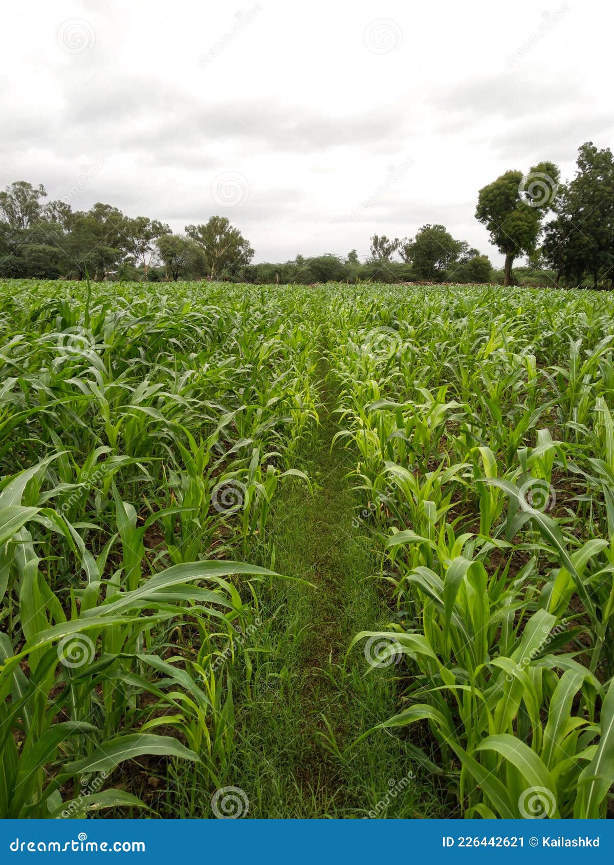 Way between two fields stock image. Image of lawn, prairie - 226442621