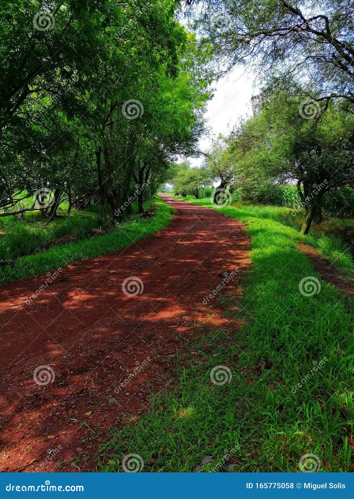 Way stock photo. Image of green, trees, nature - 165775058