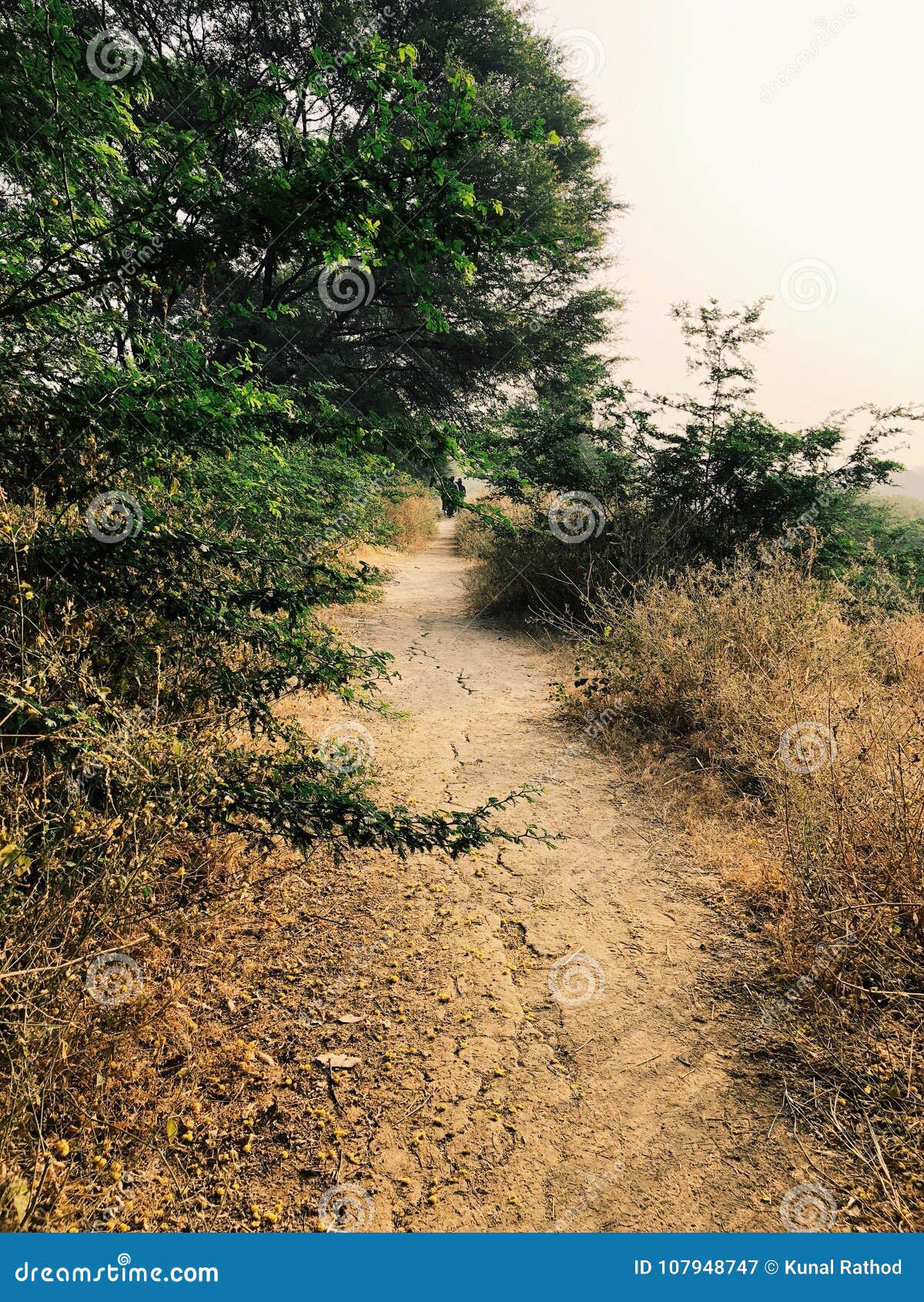 A way stock image. Image of home, path, trees, nature - 107948747