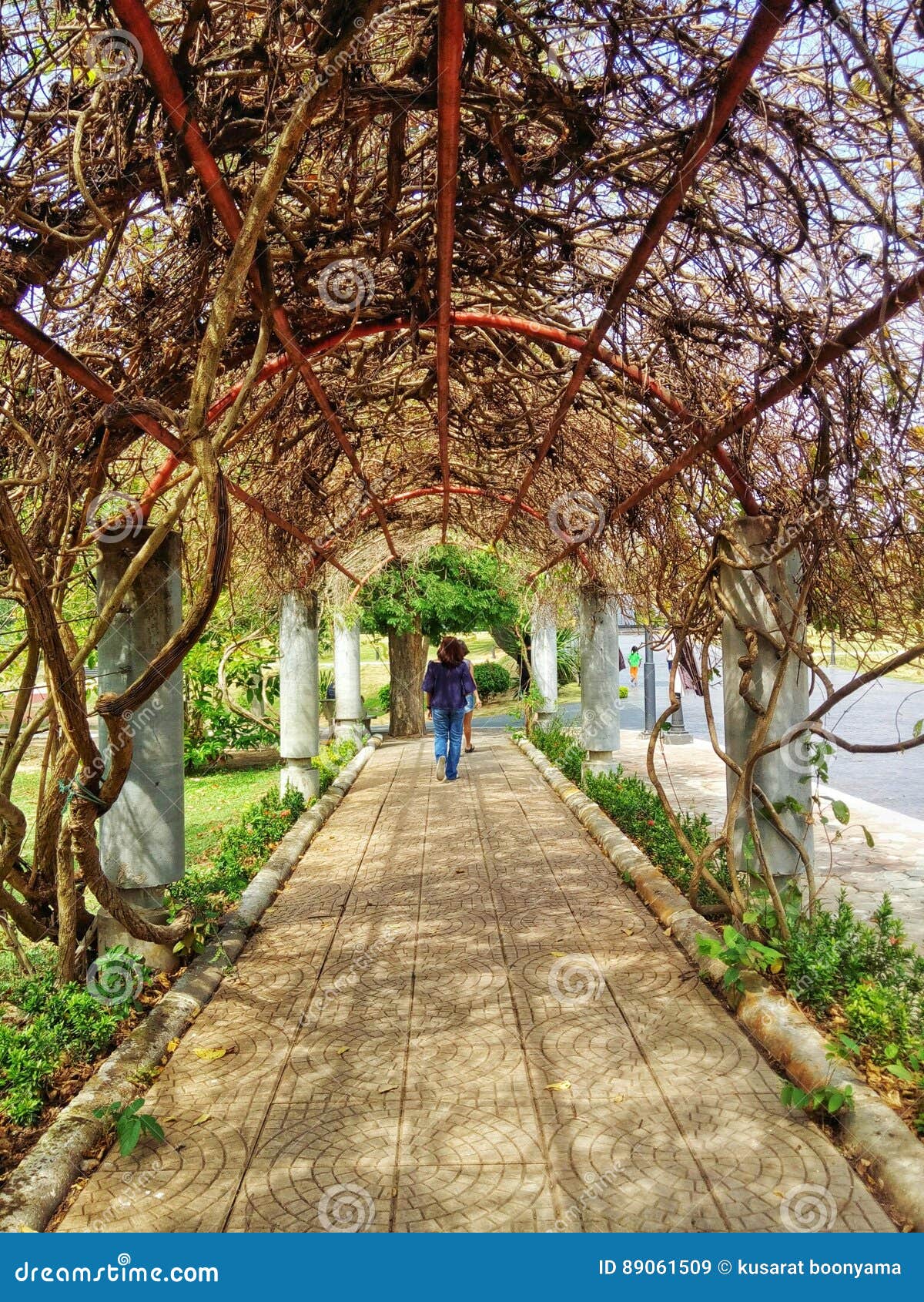 The way stock image. Image of dream, ways, garden, tree - 89061509