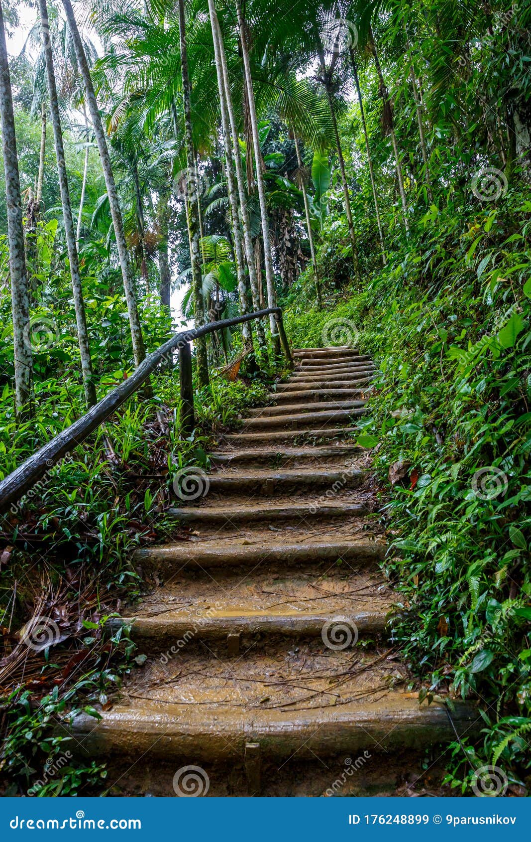 Way in Wilderness , Stairway in Jungle Stock Image - Image of palm ...