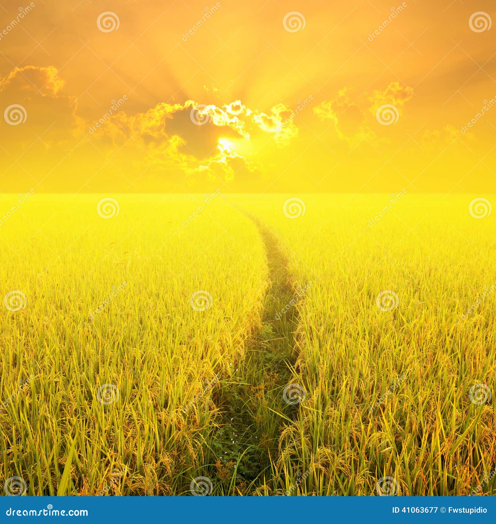 Way in Yellow Rice Field and Sunset for Background Stock Image - Image ...