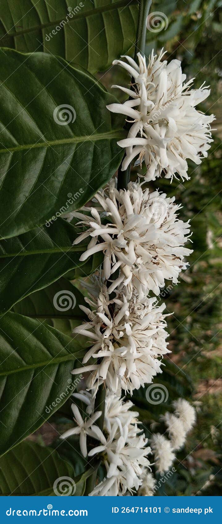 Wayanad, Kerala, Coffee Flowers Stock Image - Image of coffee, kerala ...