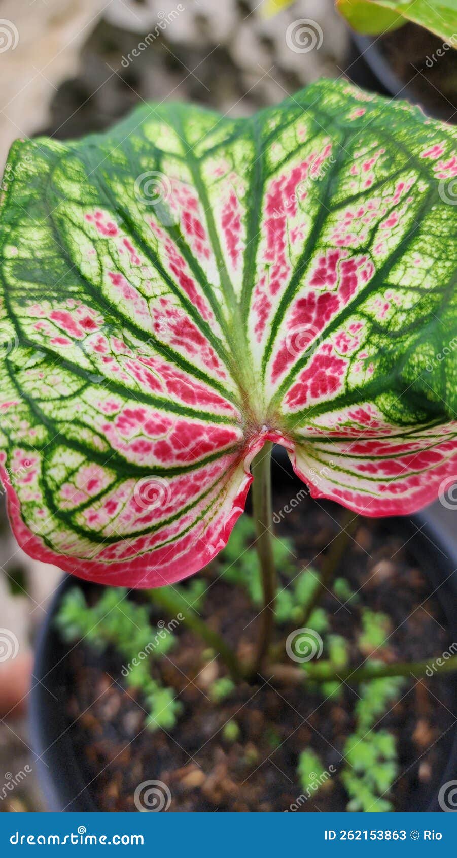 Wayang Leaf Royalty-Free Stock Photo | CartoonDealer.com #262153863