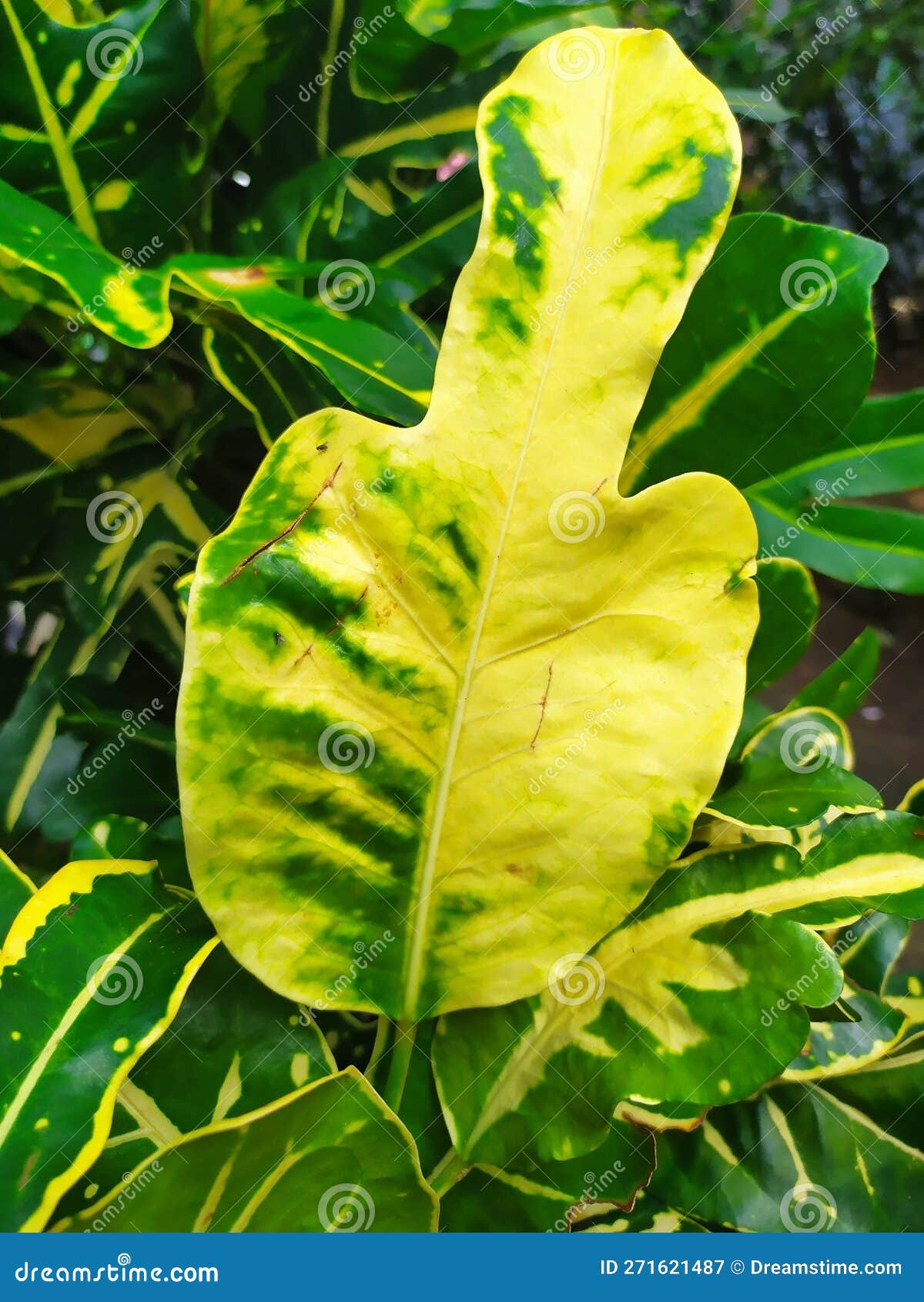 Wayang Leave Indonesian Garden Stock Image - Image of indonesian ...