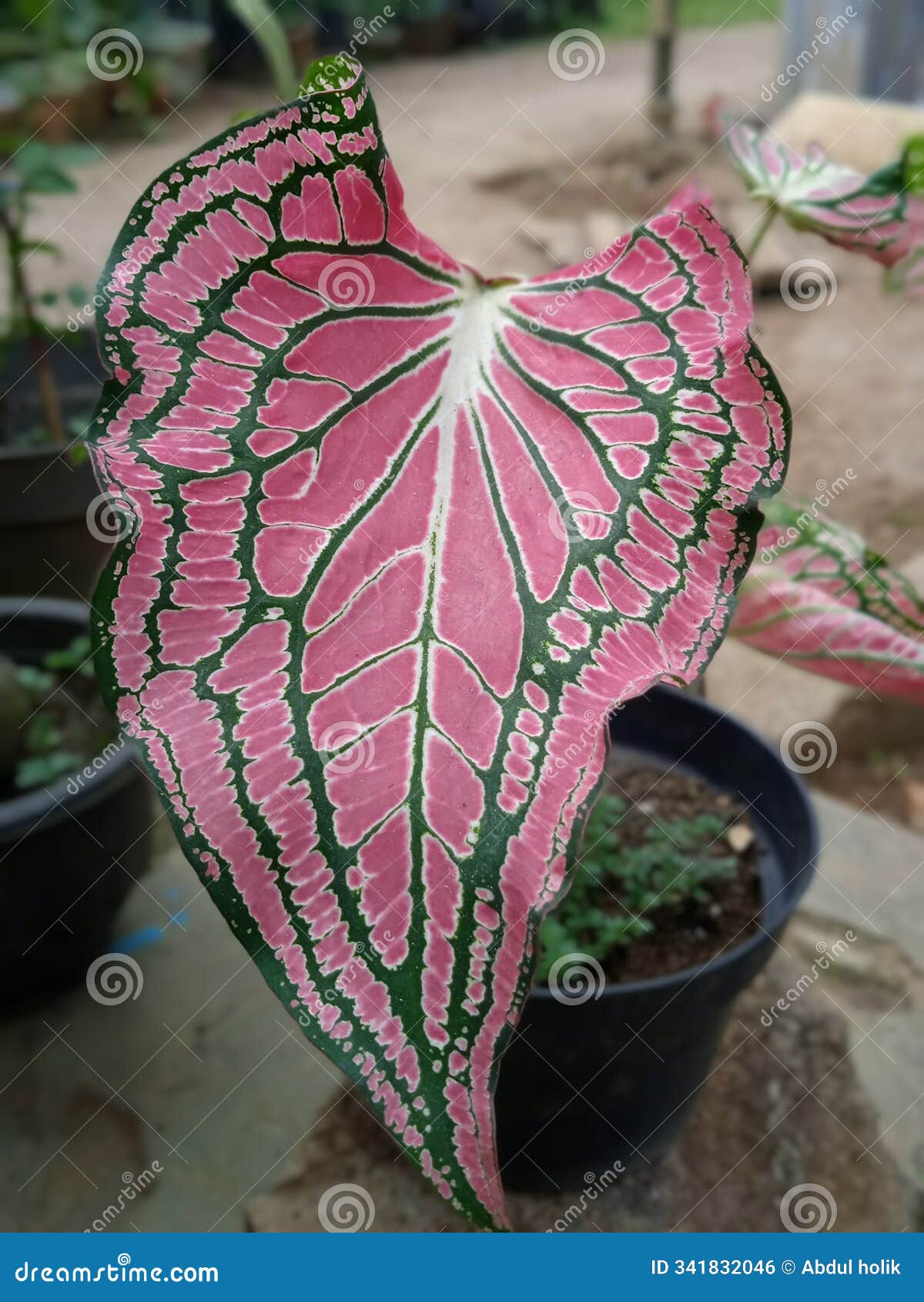 Wayang Taro Leaves Have Beautiful Colors Stock Photo - Image of colors ...