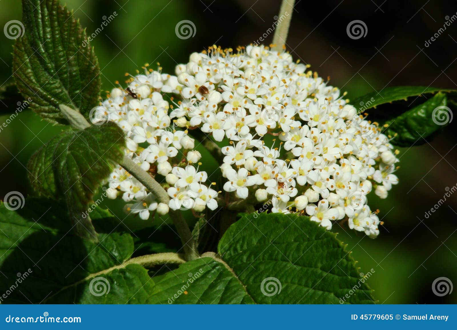 Wayfarer Tree - Viburnum Lantana Royalty-Free Stock Image ...