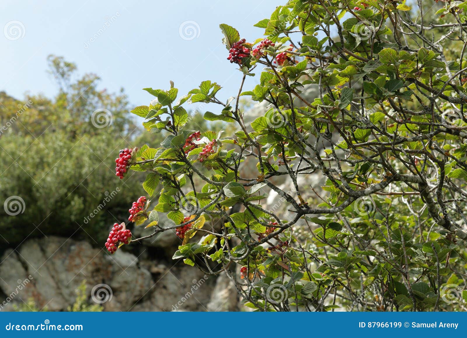 Wayfarer or wayfaring tree stock image. Image of drupe - 87966199