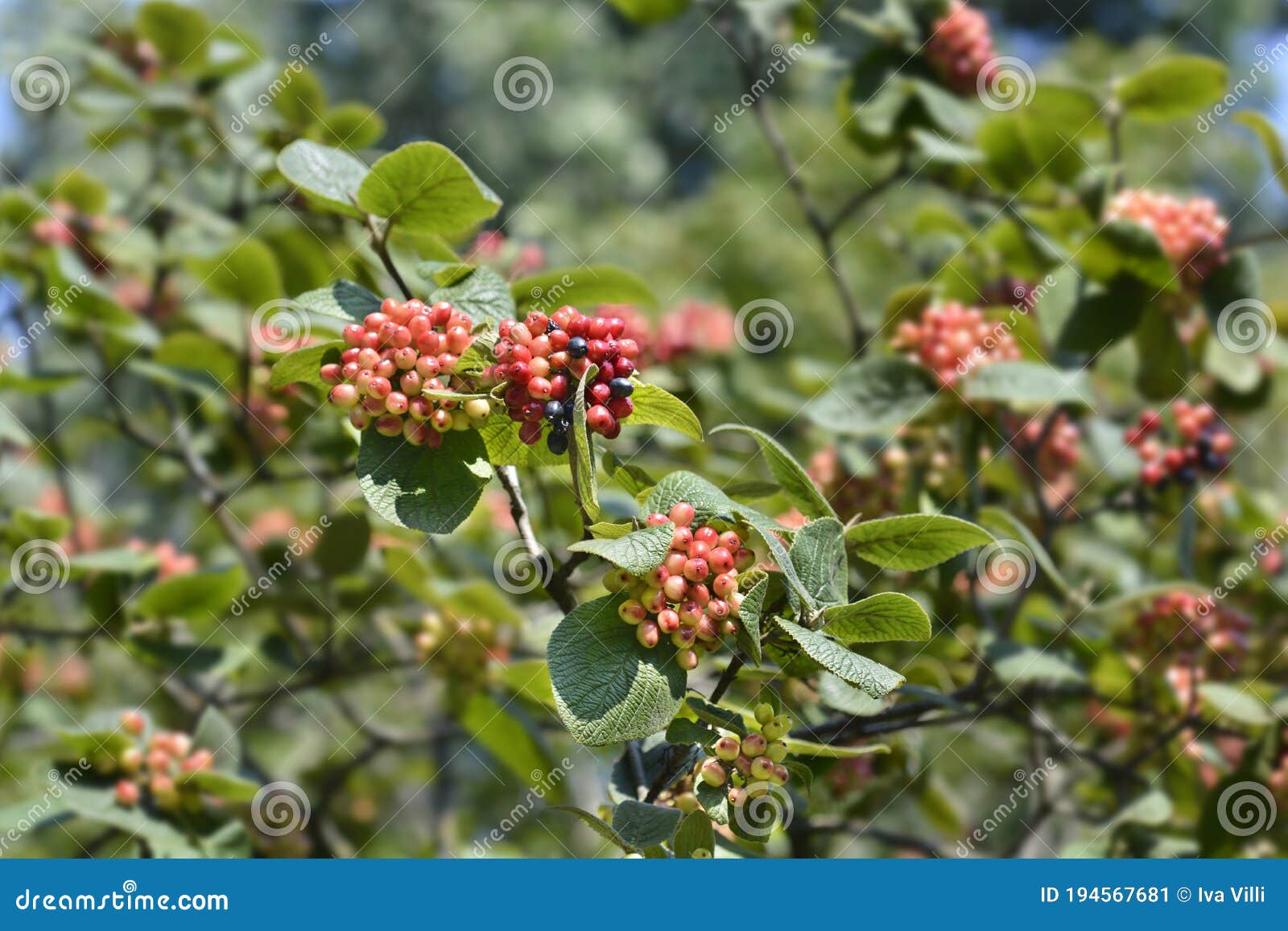 Wayfaring tree stock image. Image of guelder, plant - 194567681