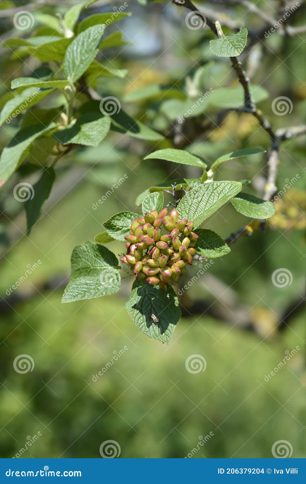 Wayfaring tree stock photo. Image of spring, plant, nature - 206379204