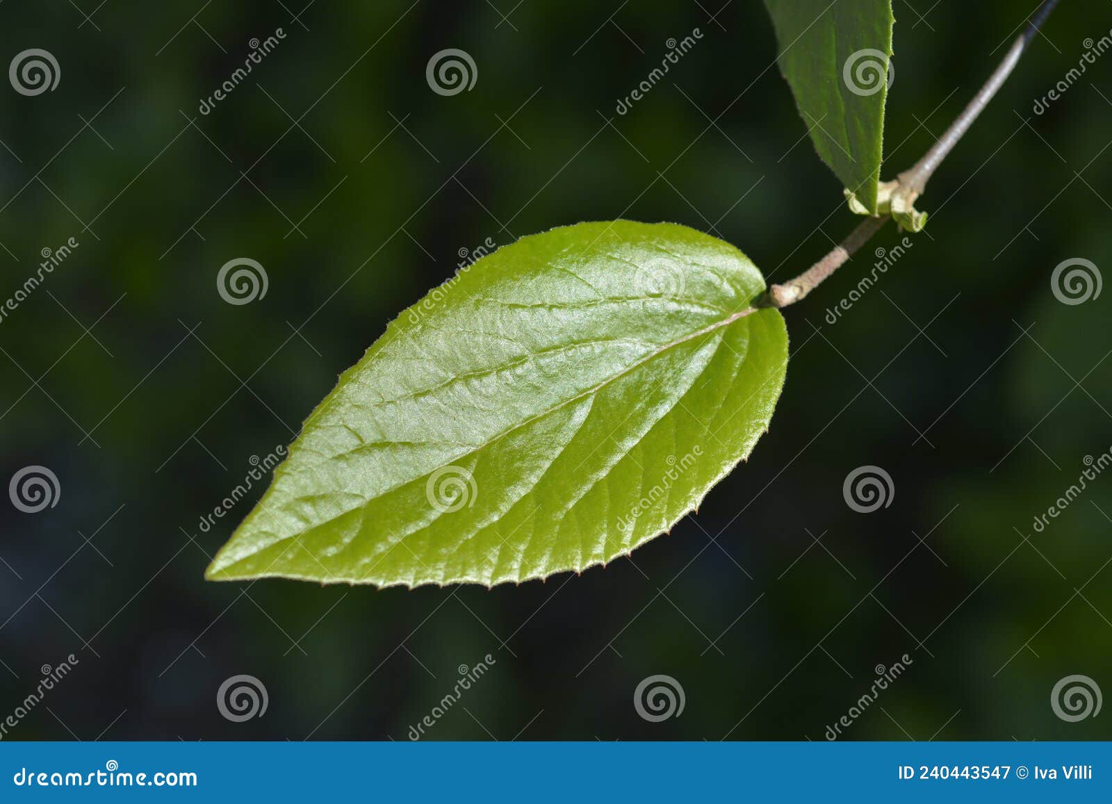 Wayfaring tree stock image. Image of spring, shrub, wayfarer - 240443547