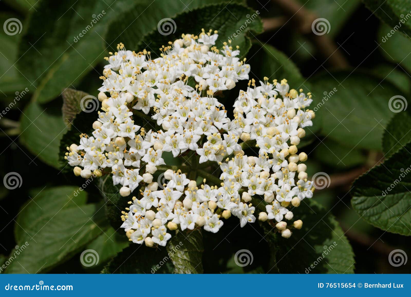 Viburnum Lantana Stock Photo | CartoonDealer.com #57780396