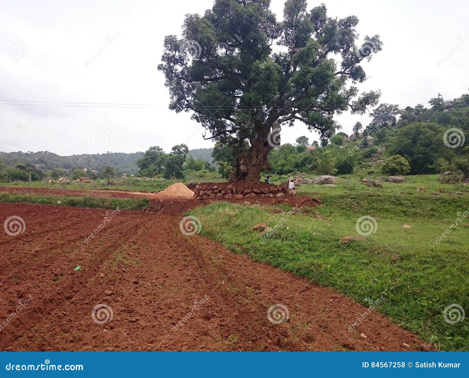 Waylaid Road Tree editorial stock photo. Image of uncharted - 84567258