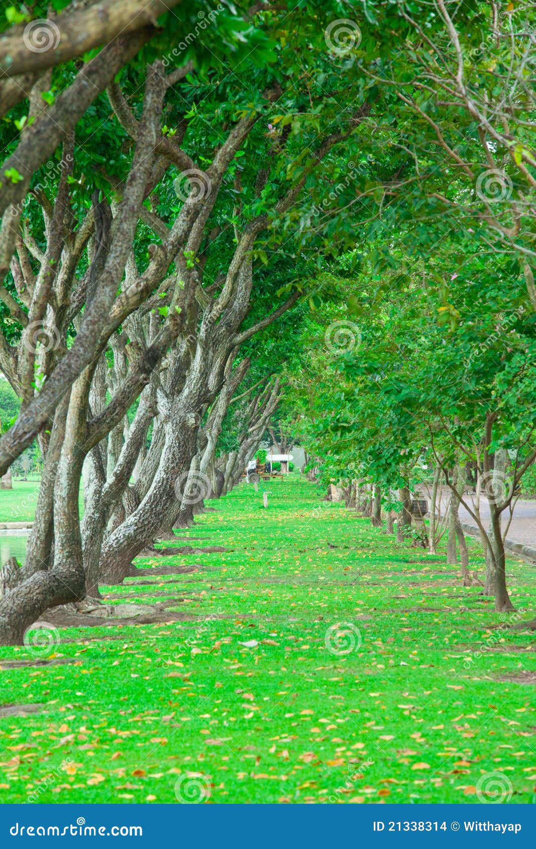 Wayside trees stock photo. Image of light, grass, forest - 21338314