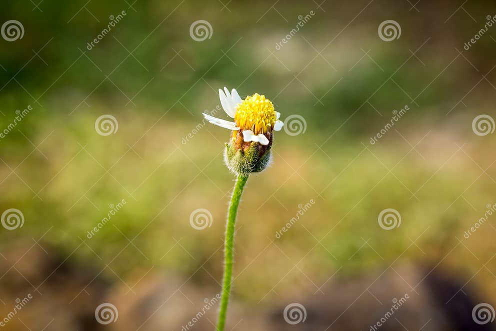 Weak Flower stock image. Image of white, stem, yellowpollen - 69140361