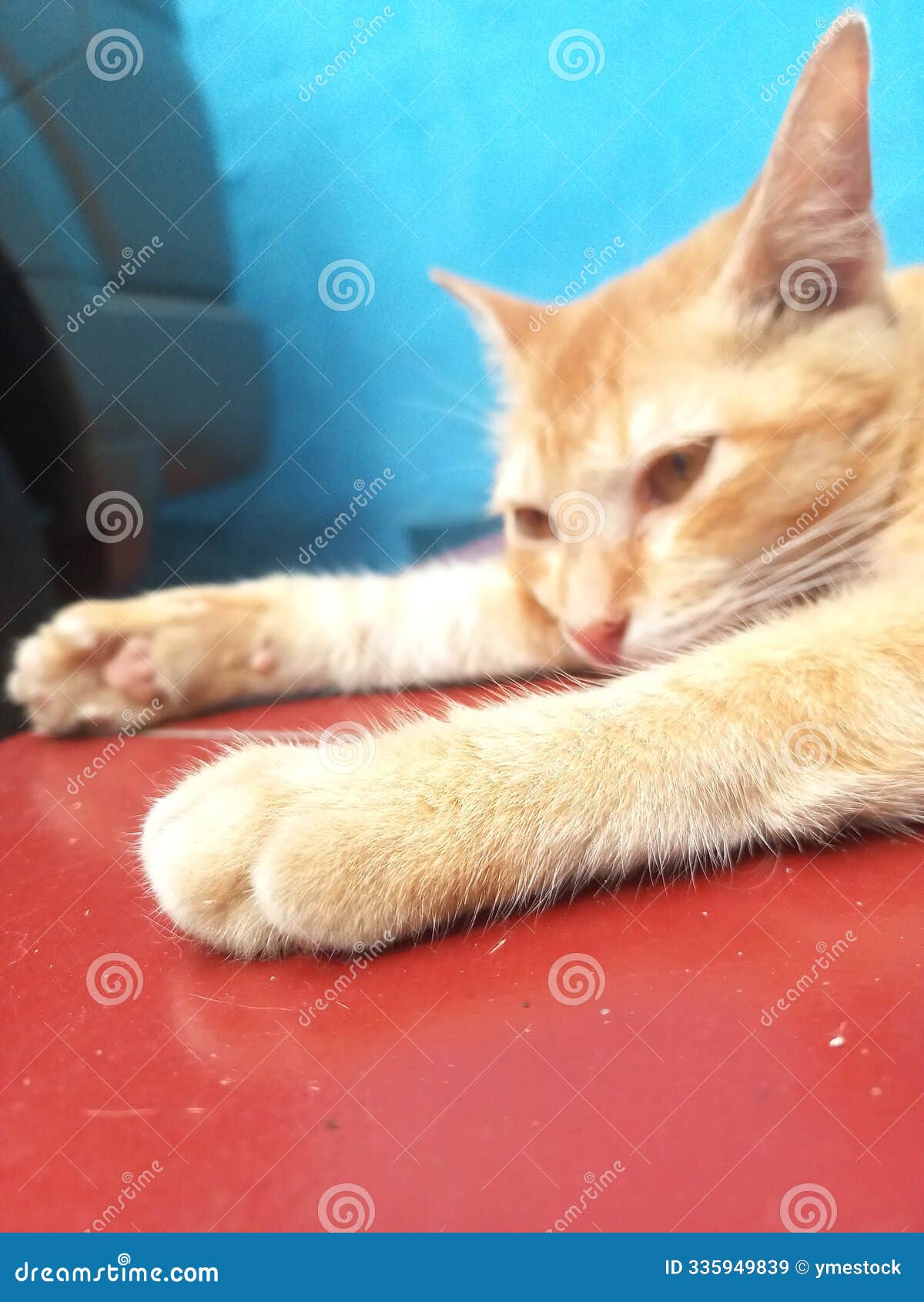 A Weak Orange Cat is Helpless. Stock Image - Image of adorable, looking ...