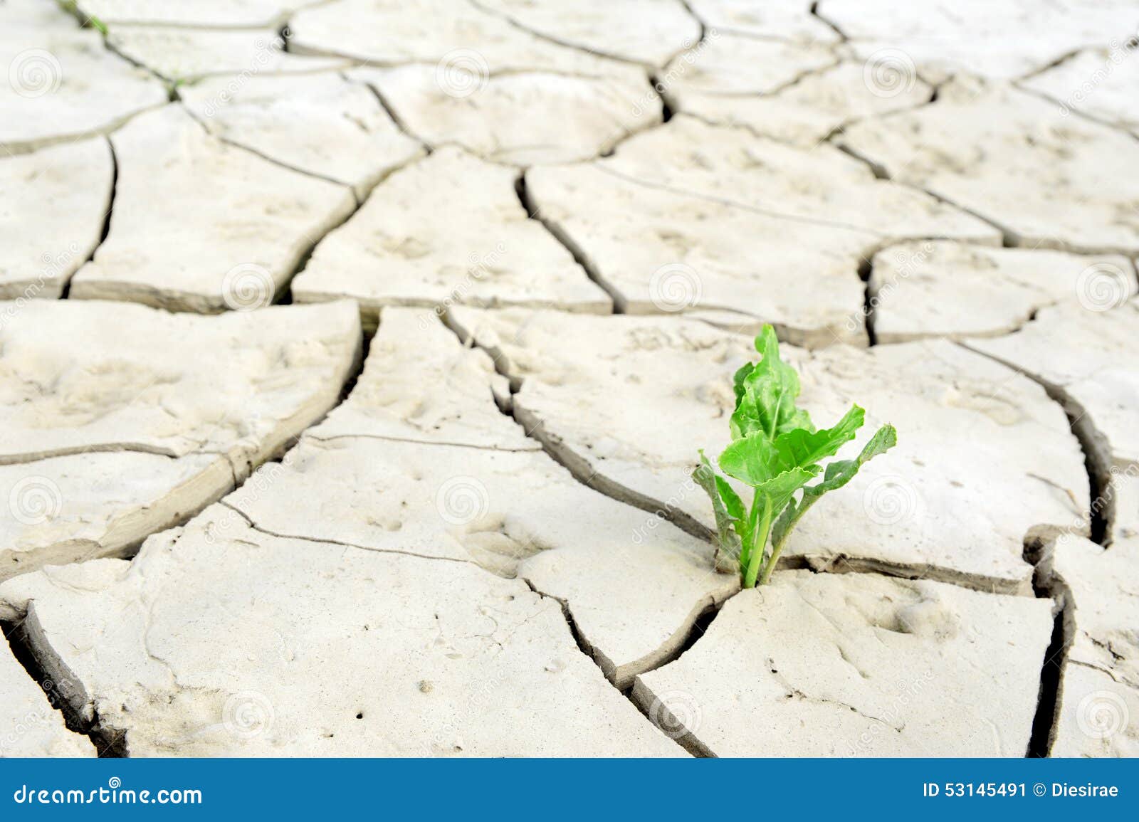 Weak plant stock image. Image of growth, climate, leaf - 53145491