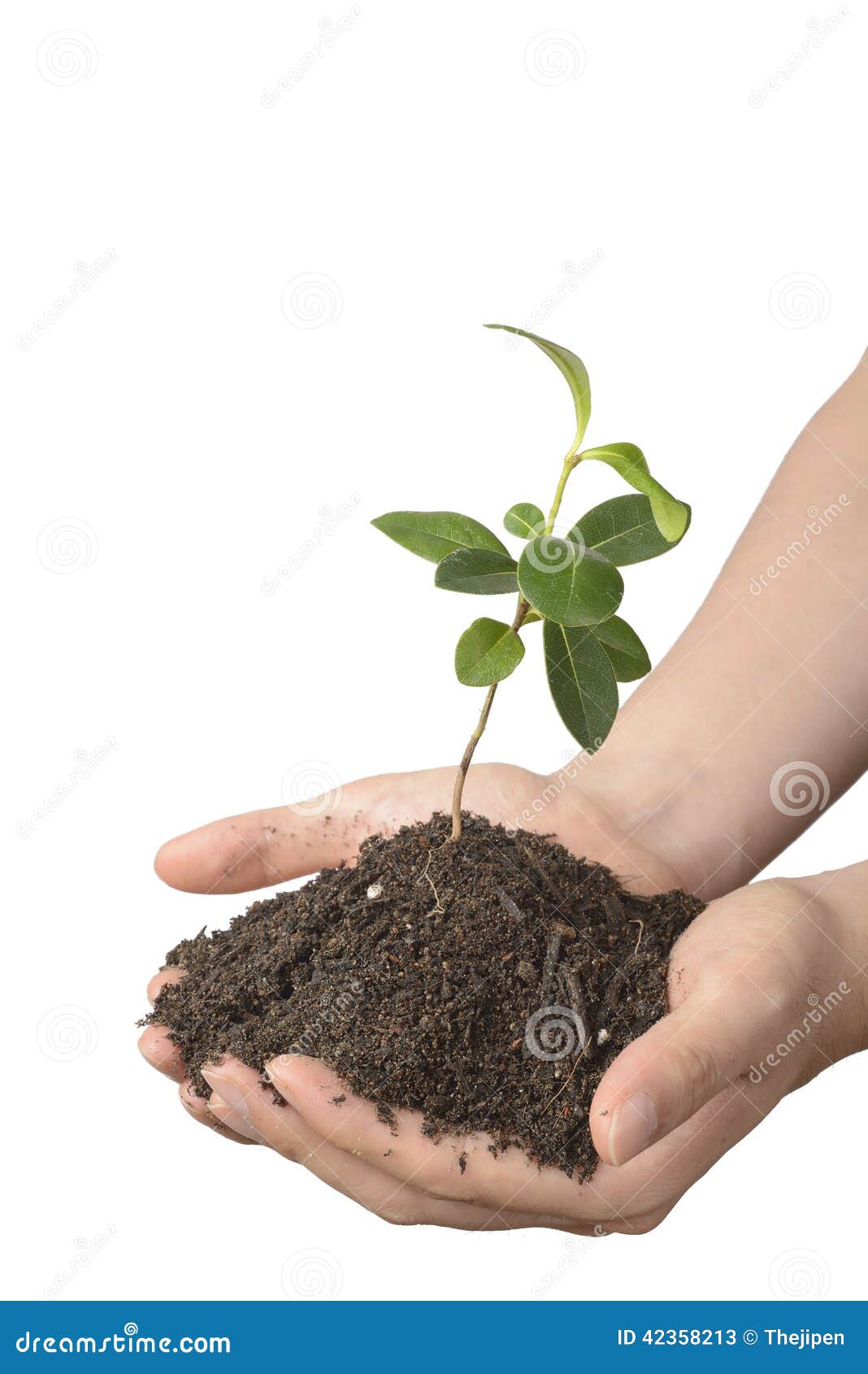 Weak Plant with Soil on Hands Stock Image - Image of growing, hands ...