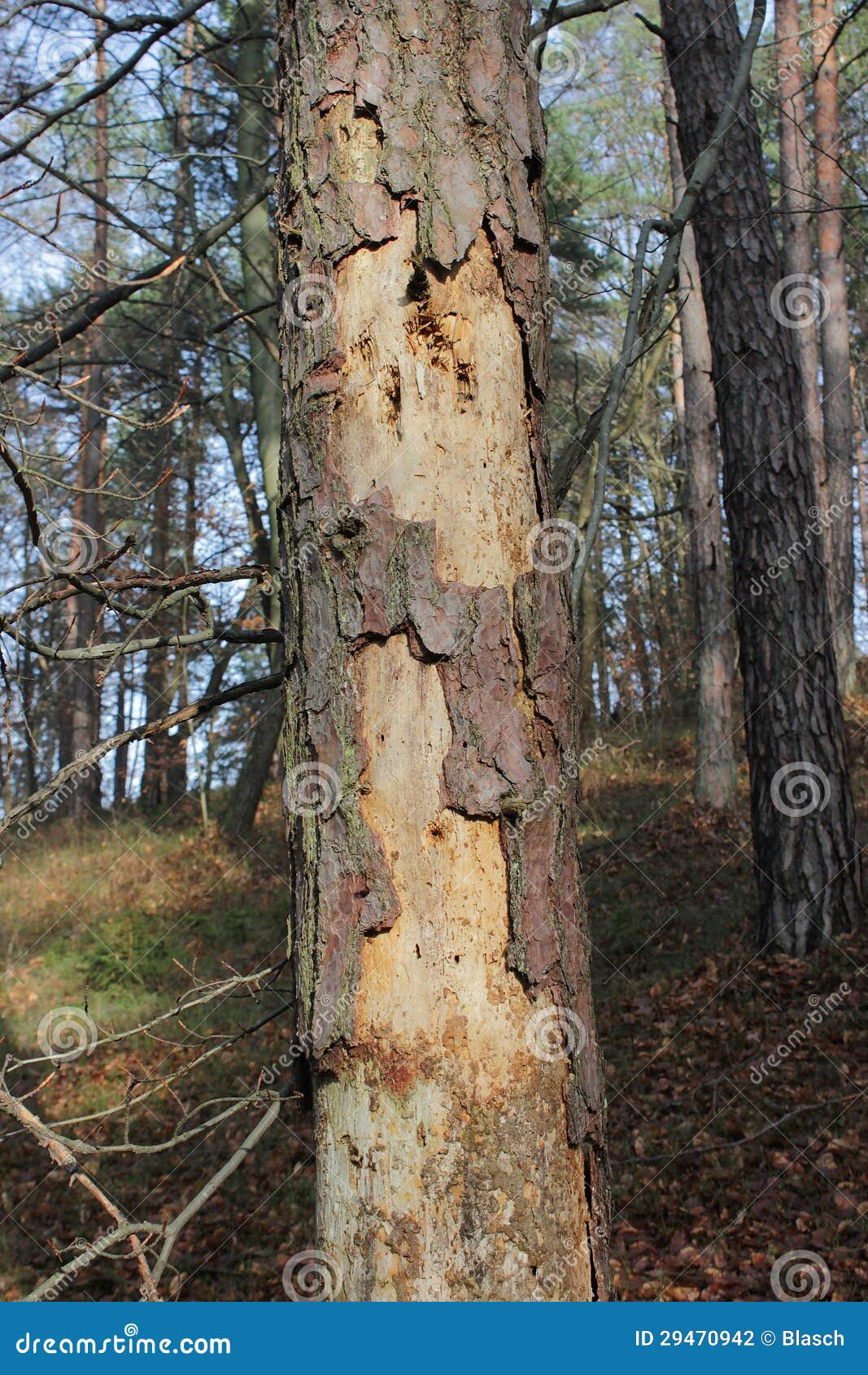 Weakened Pine Tree - Bark Beetle Attack Stock Photo - Image of attack ...