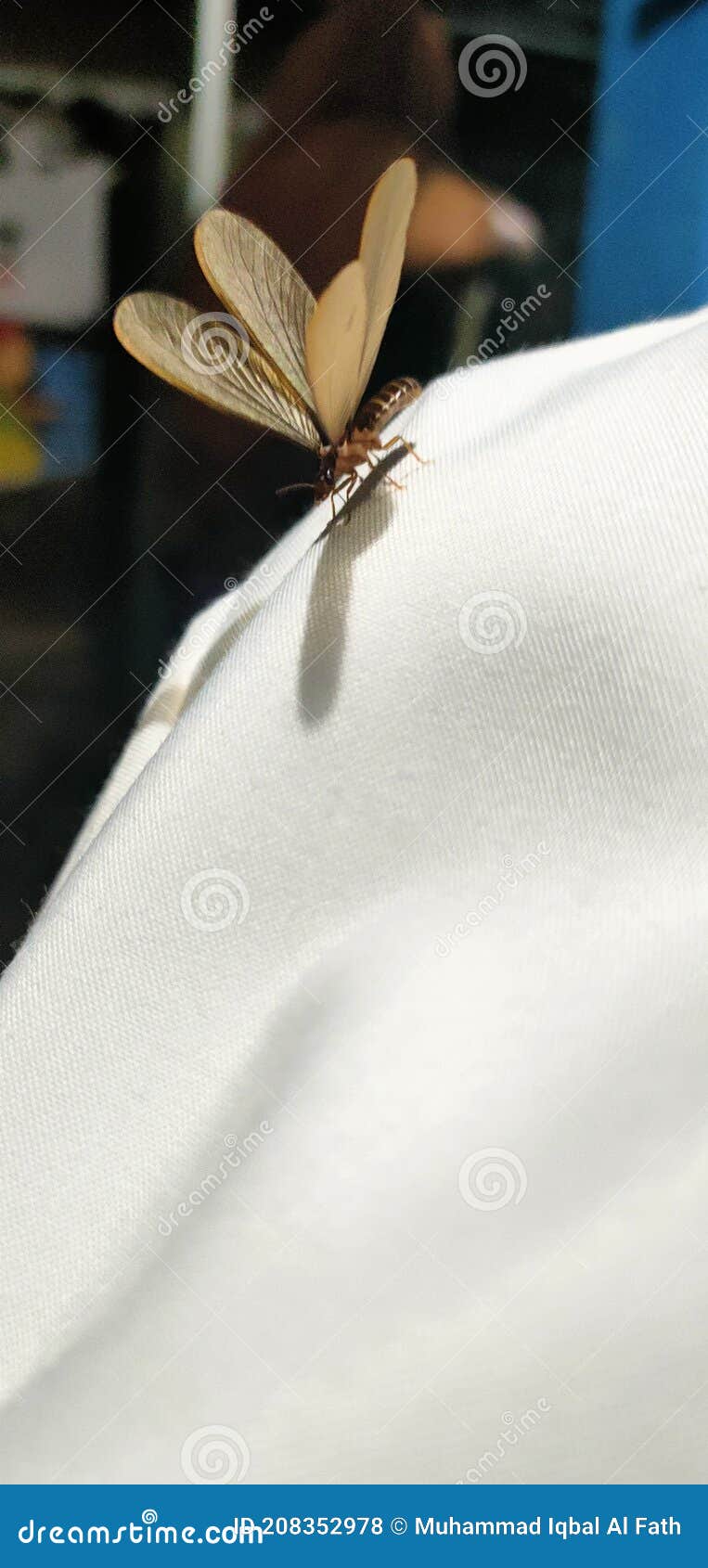 Weakest Insects Stock Photos - Free & Royalty-Free Stock Photos from ...