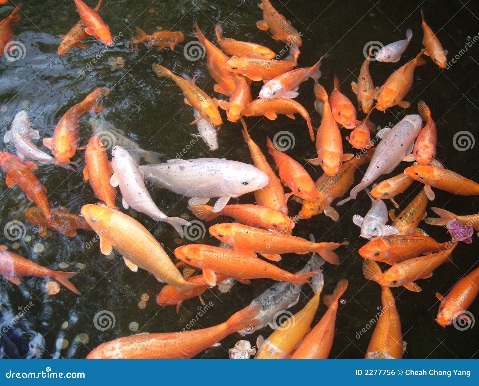 Wealthy Fish (Feng Shui) stock photo. Image of fish, shui - 2277756