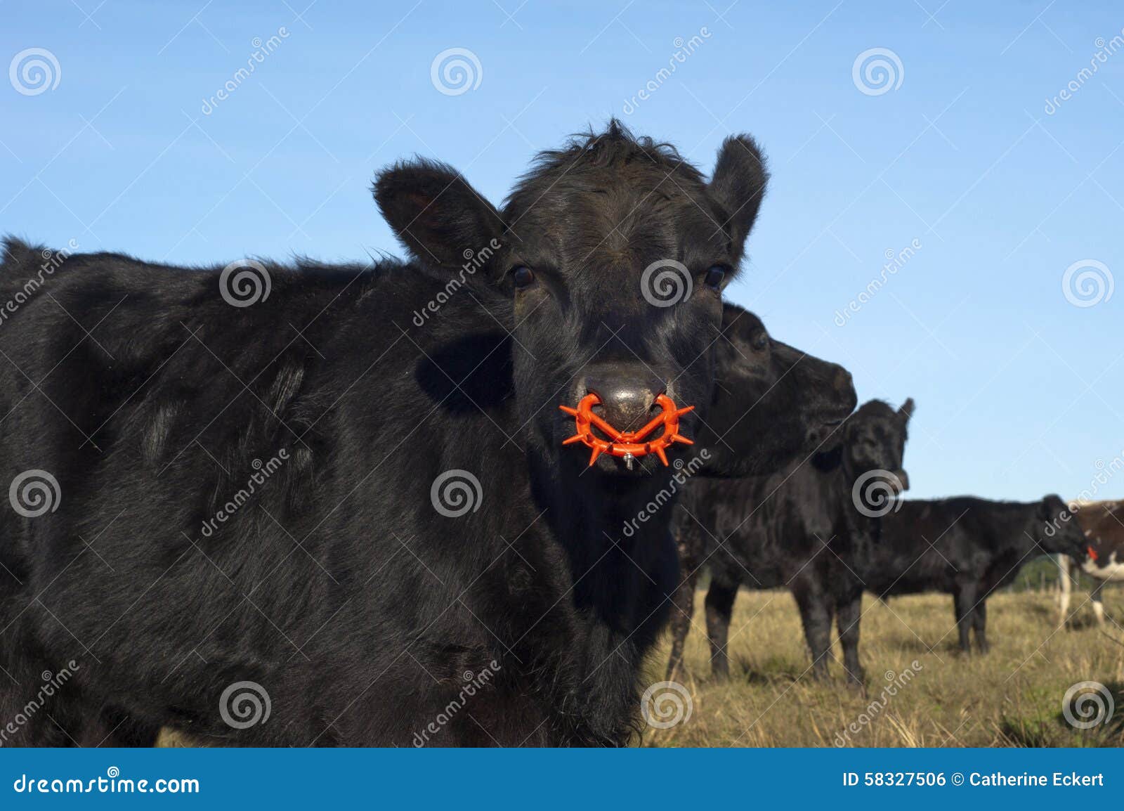 Weaner Calf stock photo. Image of black, bovine, spiky - 58327506