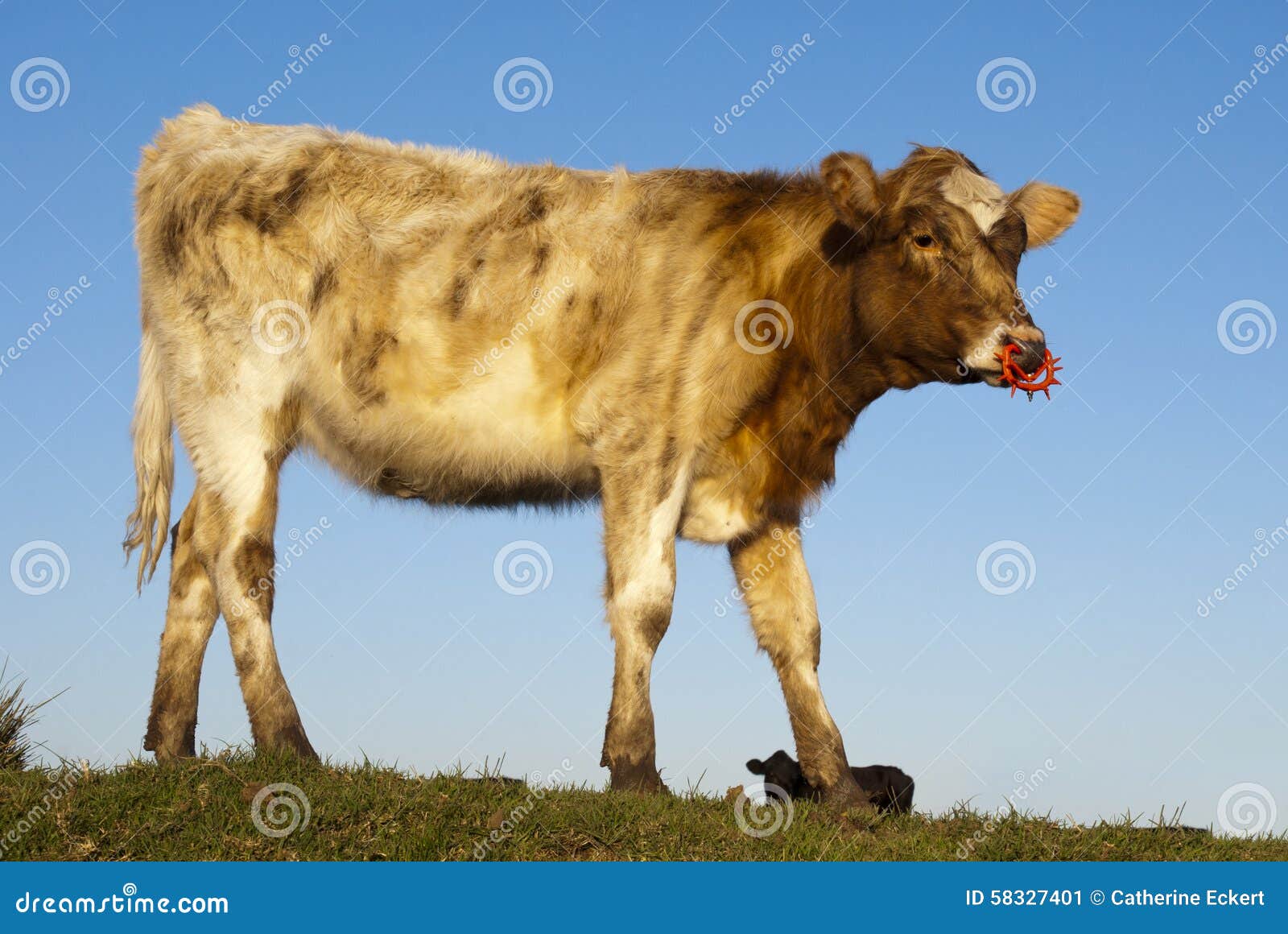 Weaner Calf stock image. Image of cattle, organic, farm - 58327401