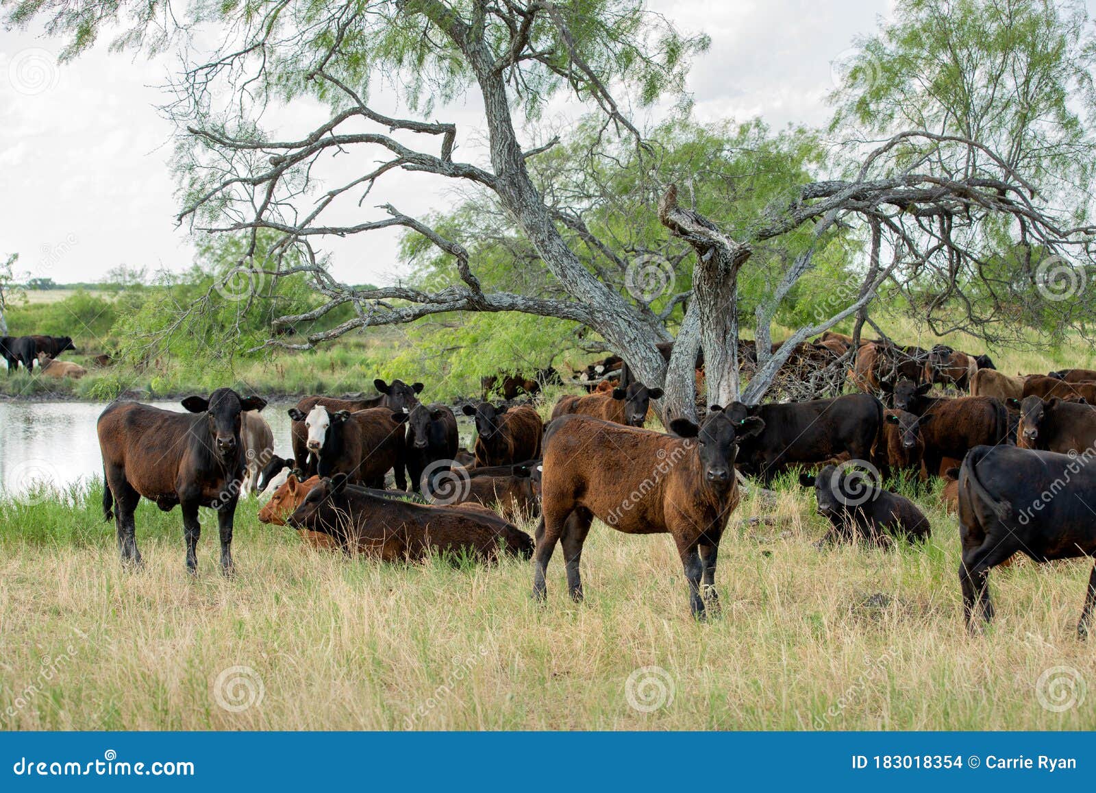 Weaning Calves on the Beef Cattle Ranch Stock Photo - Image of beef ...