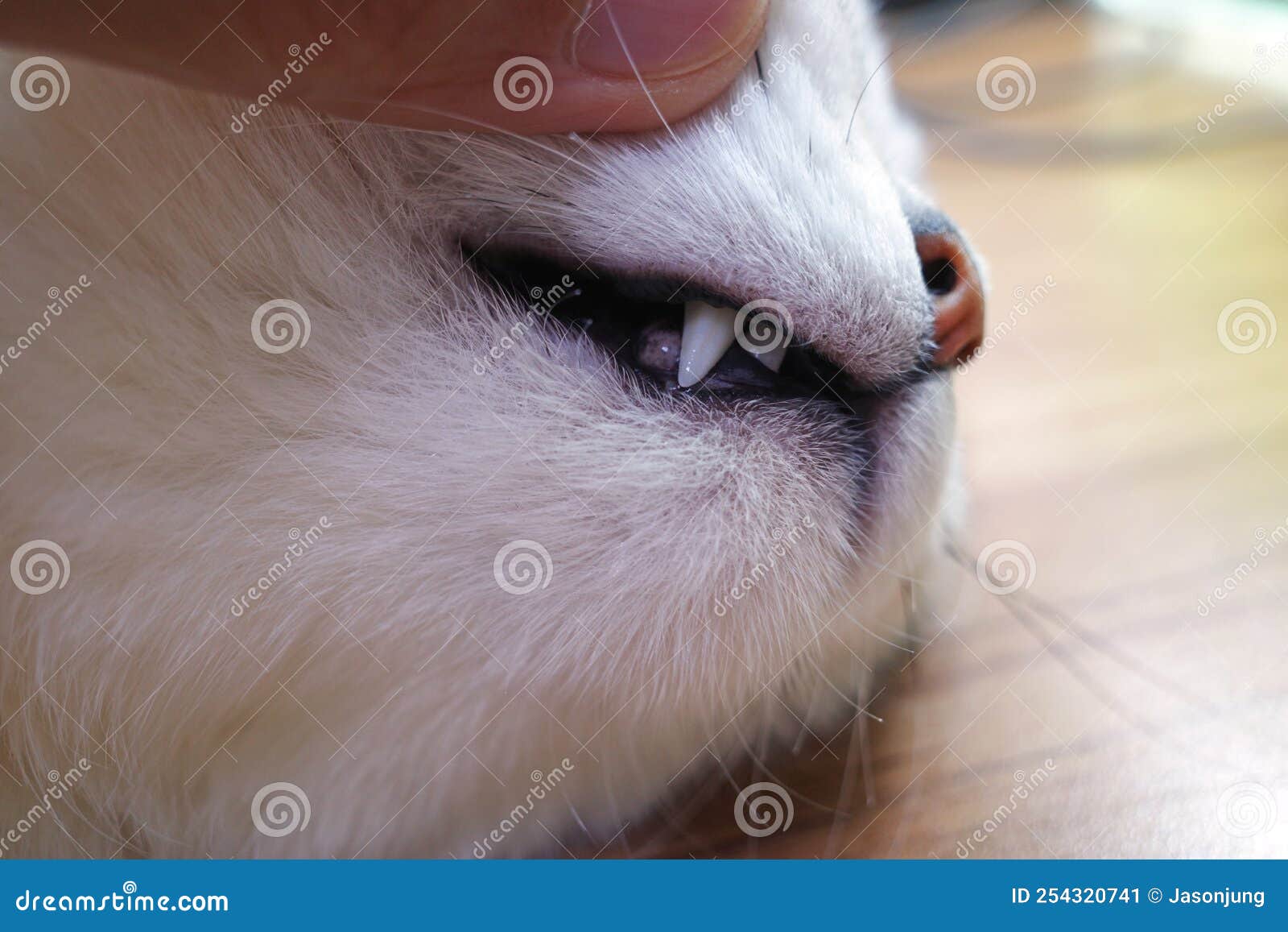 Weapon of pet cat stock image. Image of teeth, tooth - 254320741