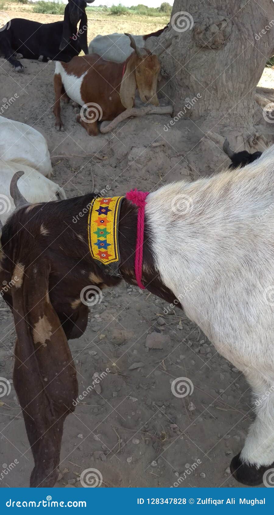 A goat stock photo. Image of embroidered, beautiful - 128347828