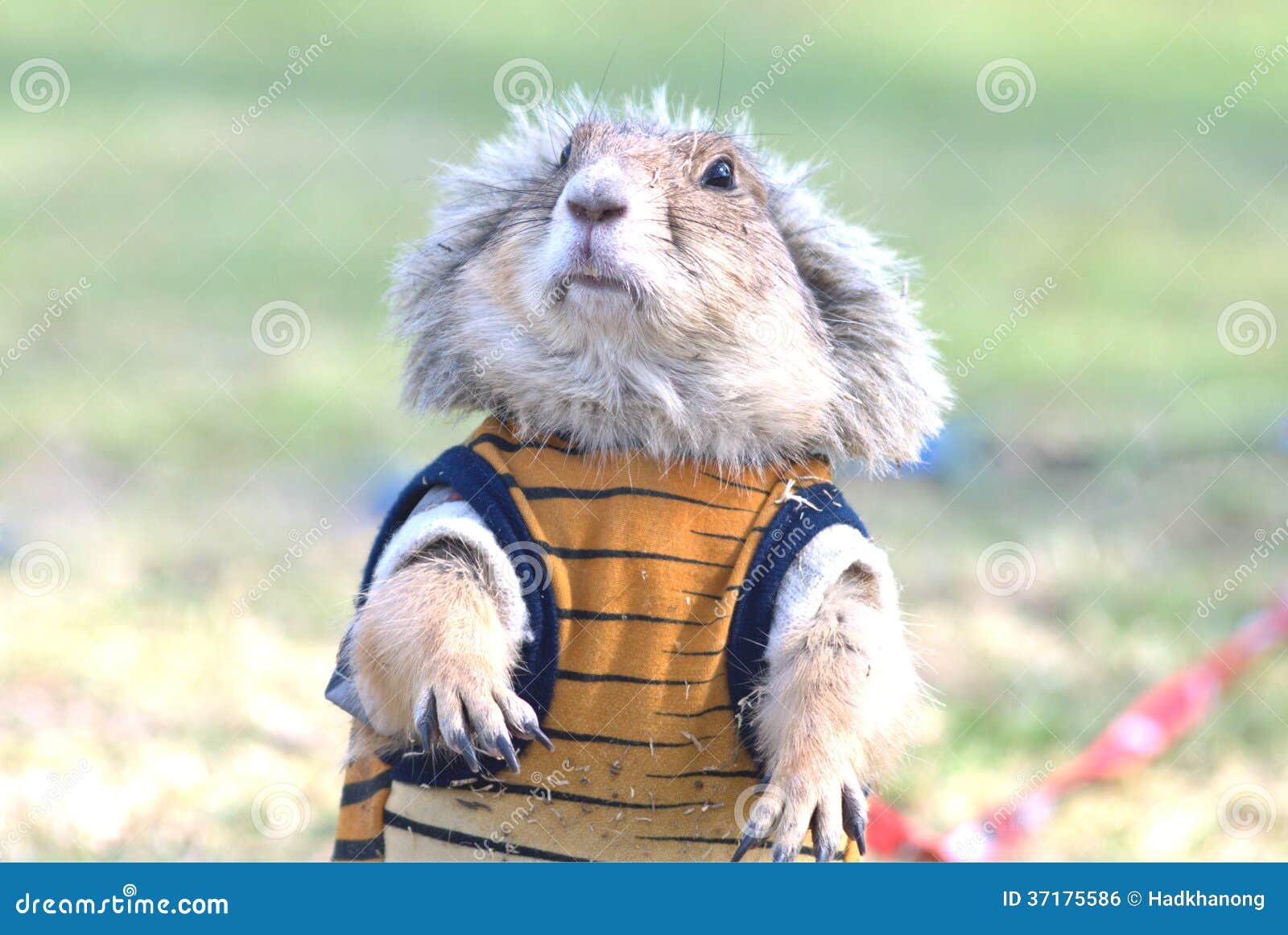 Wearing cloth prairie dog stock photo. Image of funny - 37175586