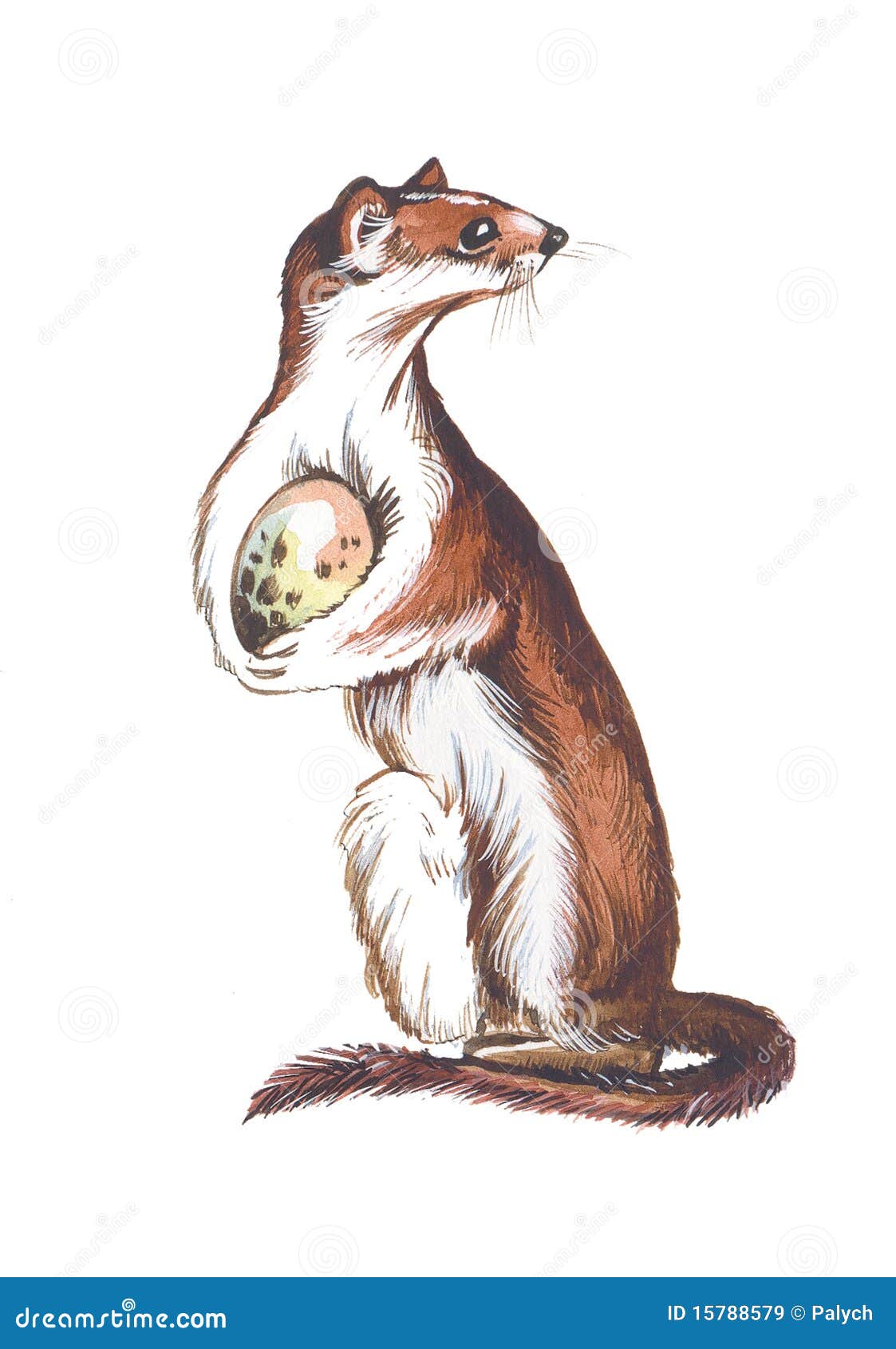 Weasel stock illustration. Illustration of nature, drawing - 15788579